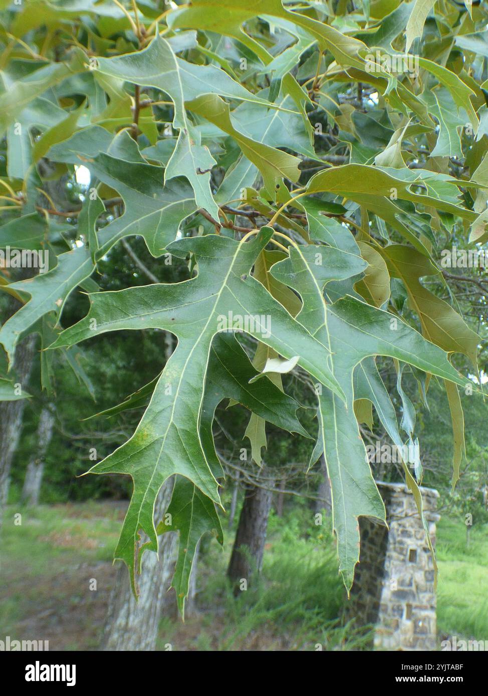 southern red oak (Quercus falcata Stock Photo - Alamy