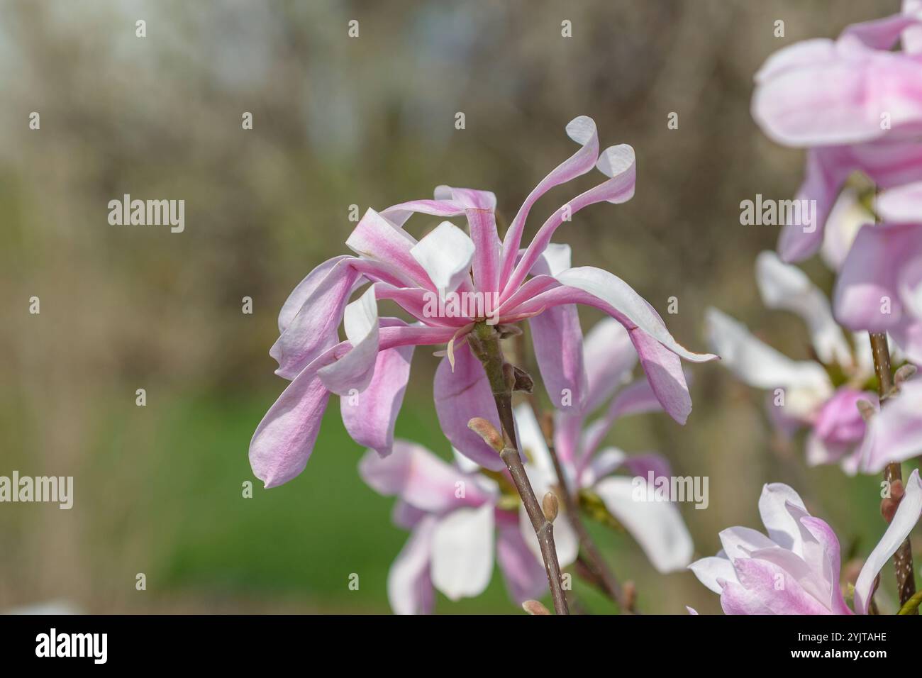 Loebners Magnolie Magnolia × loebneri Leonard Messel Stock Photo - Alamy