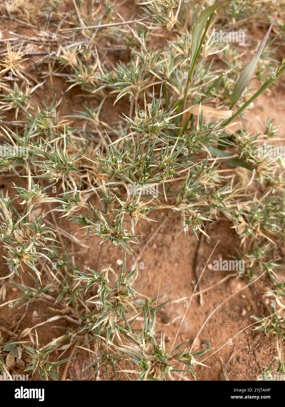 False Buffalograss (Munroa squarrosa Stock Photo - Alamy
