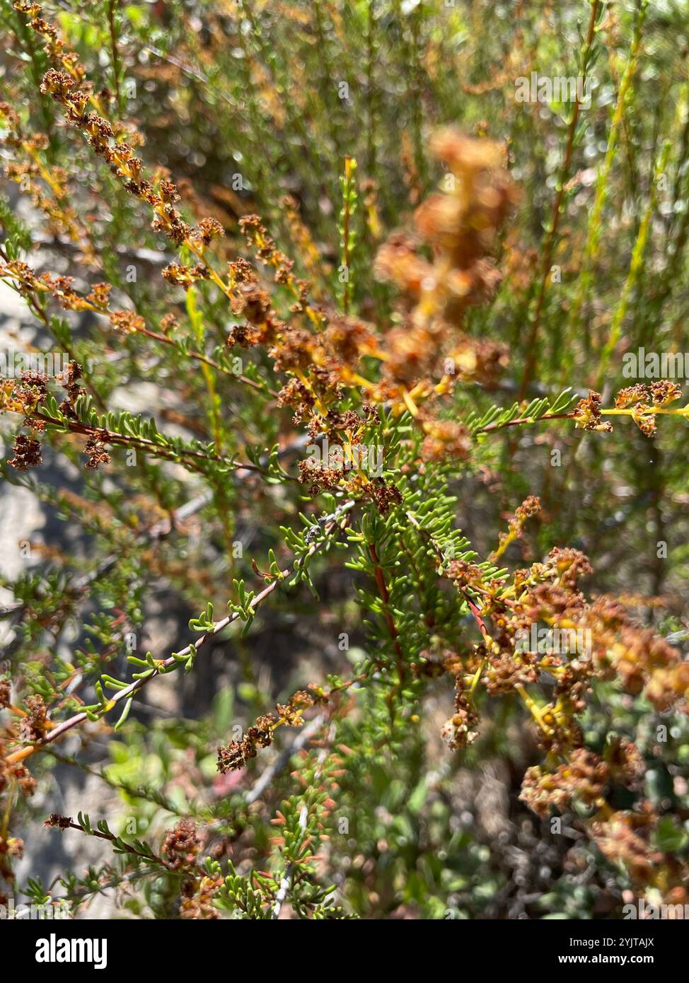chamise (Adenostoma fasciculatum Stock Photo - Alamy
