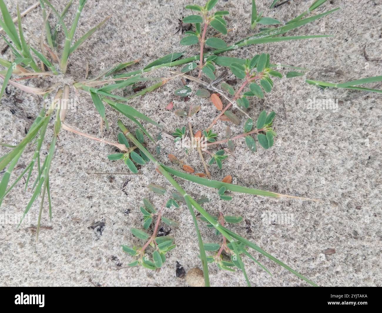 Southern Seaside Spurge (Euphorbia bombensis Stock Photo - Alamy
