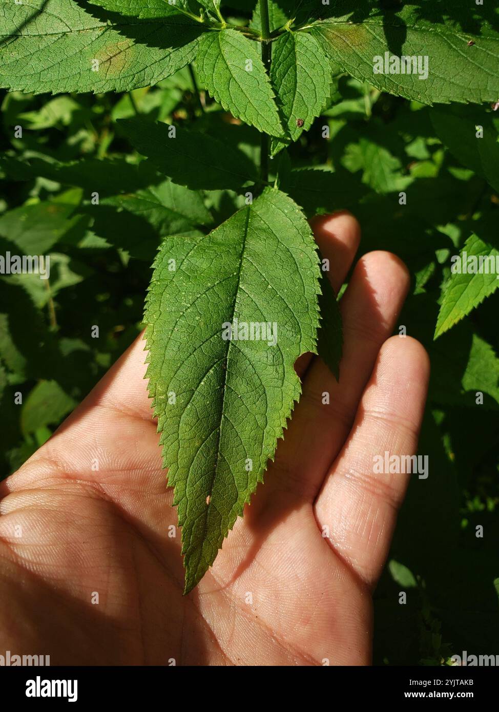 smooth hedgenettle (Stachys tenuifolia Stock Photo - Alamy