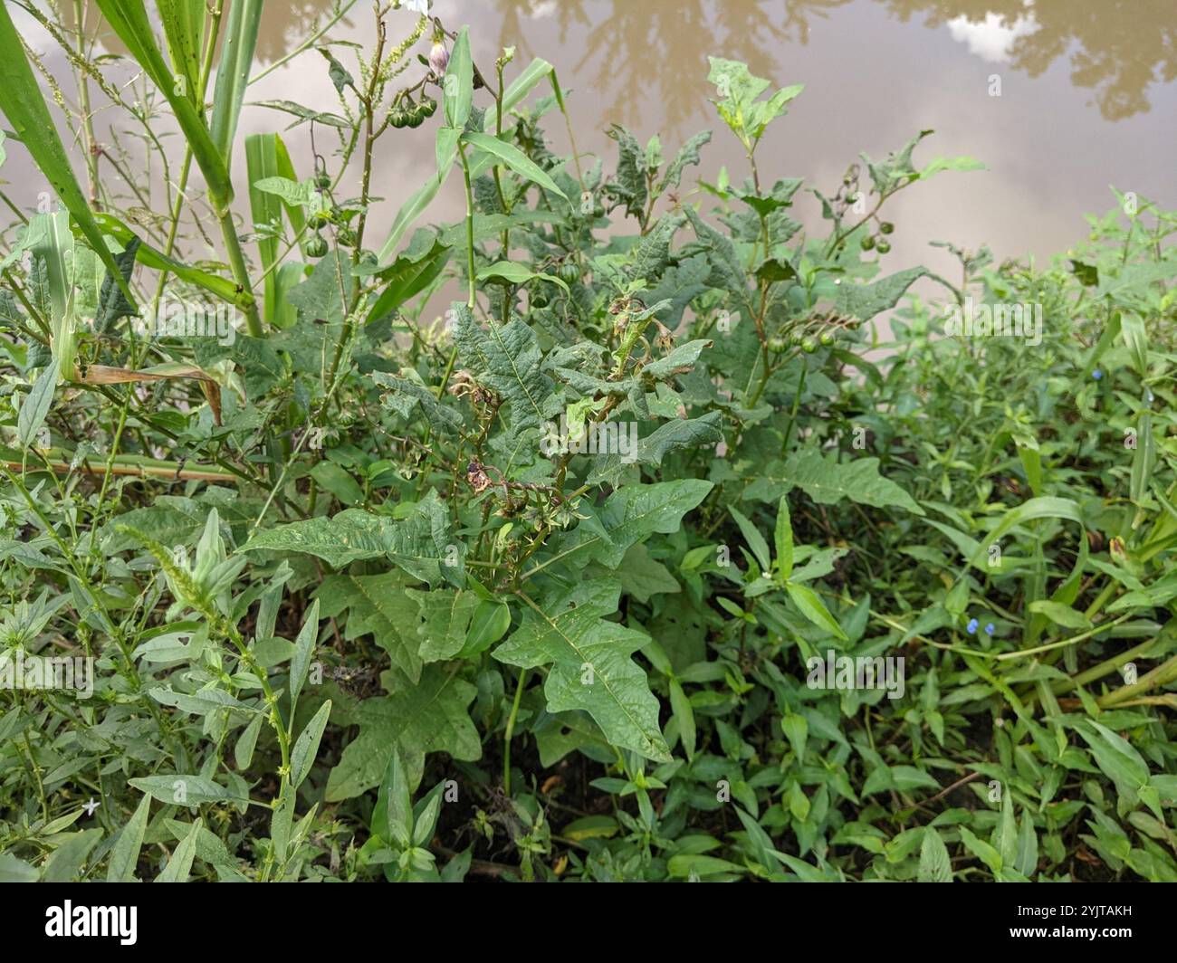 Carolina horsenettle (Solanum carolinense Stock Photo - Alamy