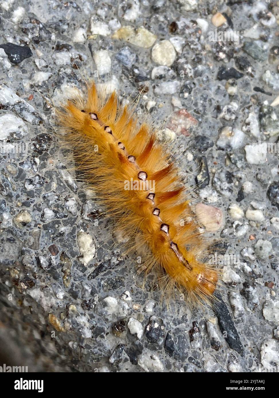 Sycamore Moth (Acronicta aceris Stock Photo - Alamy