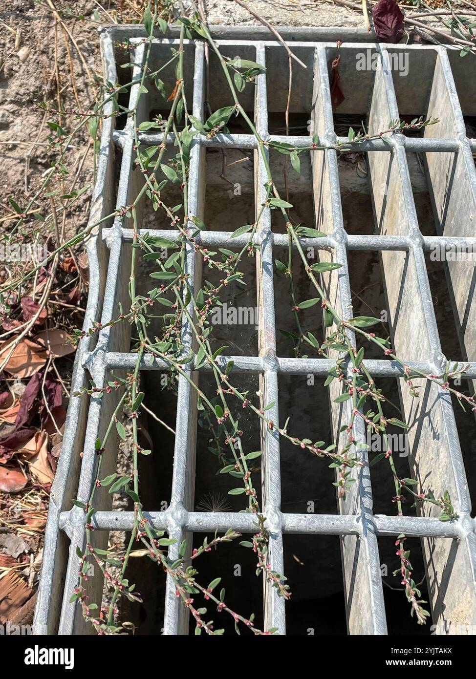 Prostrate Knotweed (Polygonum aviculare Stock Photo - Alamy
