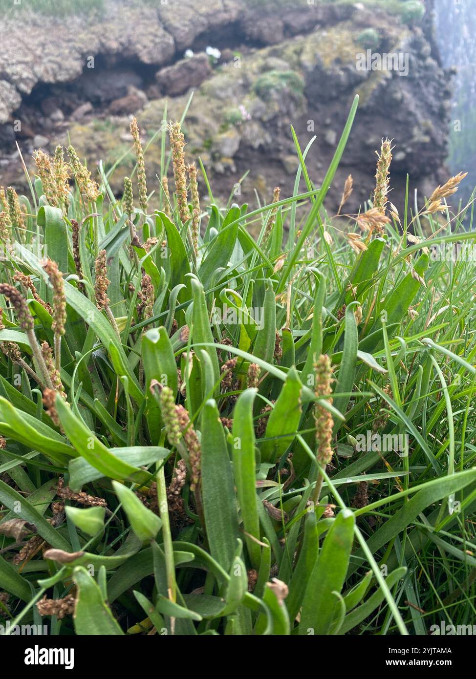 Sea Plantain (Plantago maritima Stock Photo - Alamy
