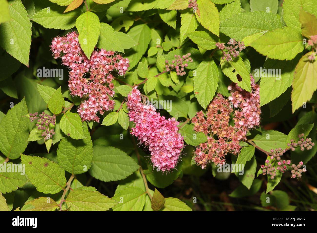 Japanese Spirea (Spiraea japonica Stock Photo - Alamy