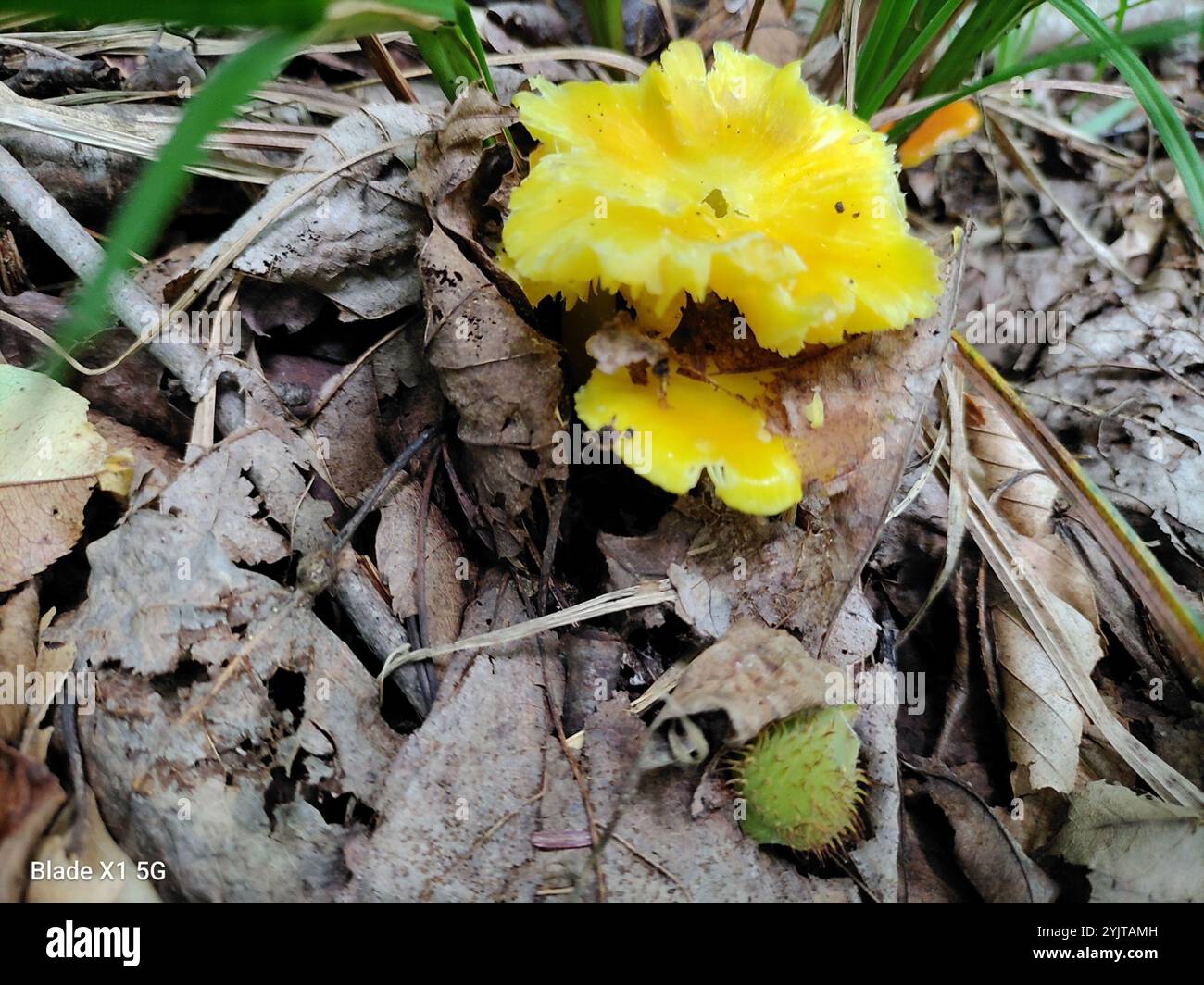 Golden Waxcap (Hygrocybe chlorophana Stock Photo - Alamy