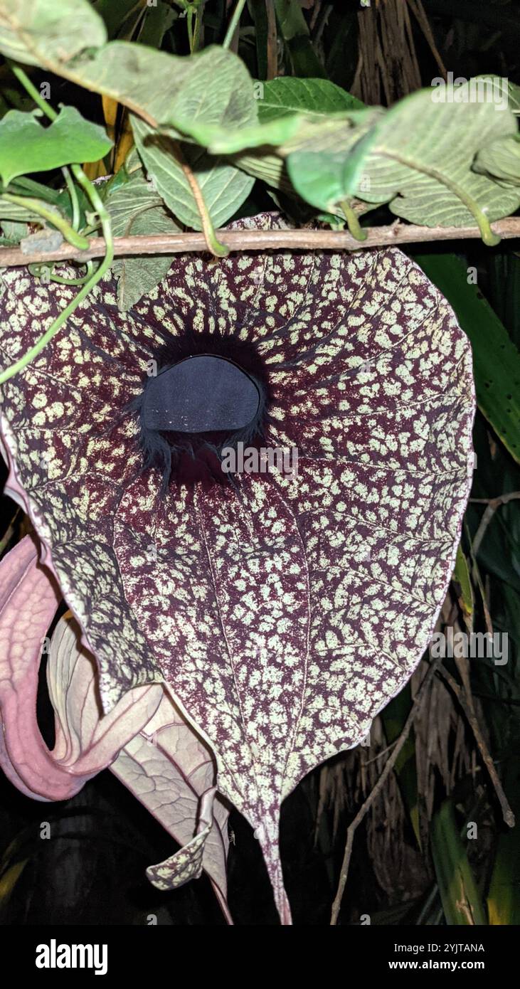 pelican flower (Aristolochia grandiflora Stock Photo - Alamy