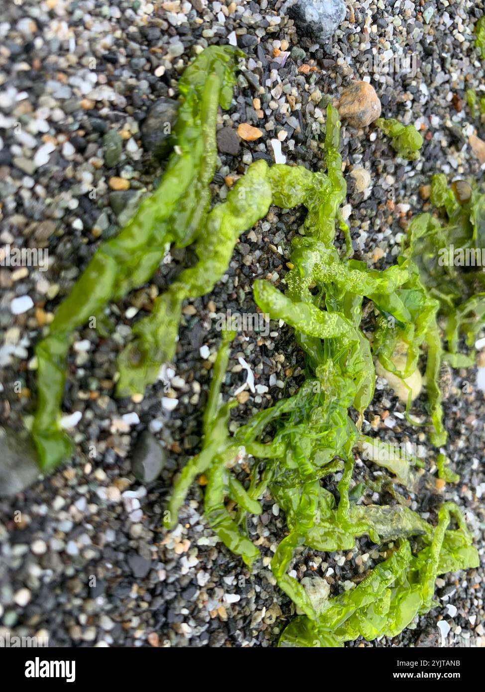 Gutweed (Ulva intestinalis Stock Photo - Alamy