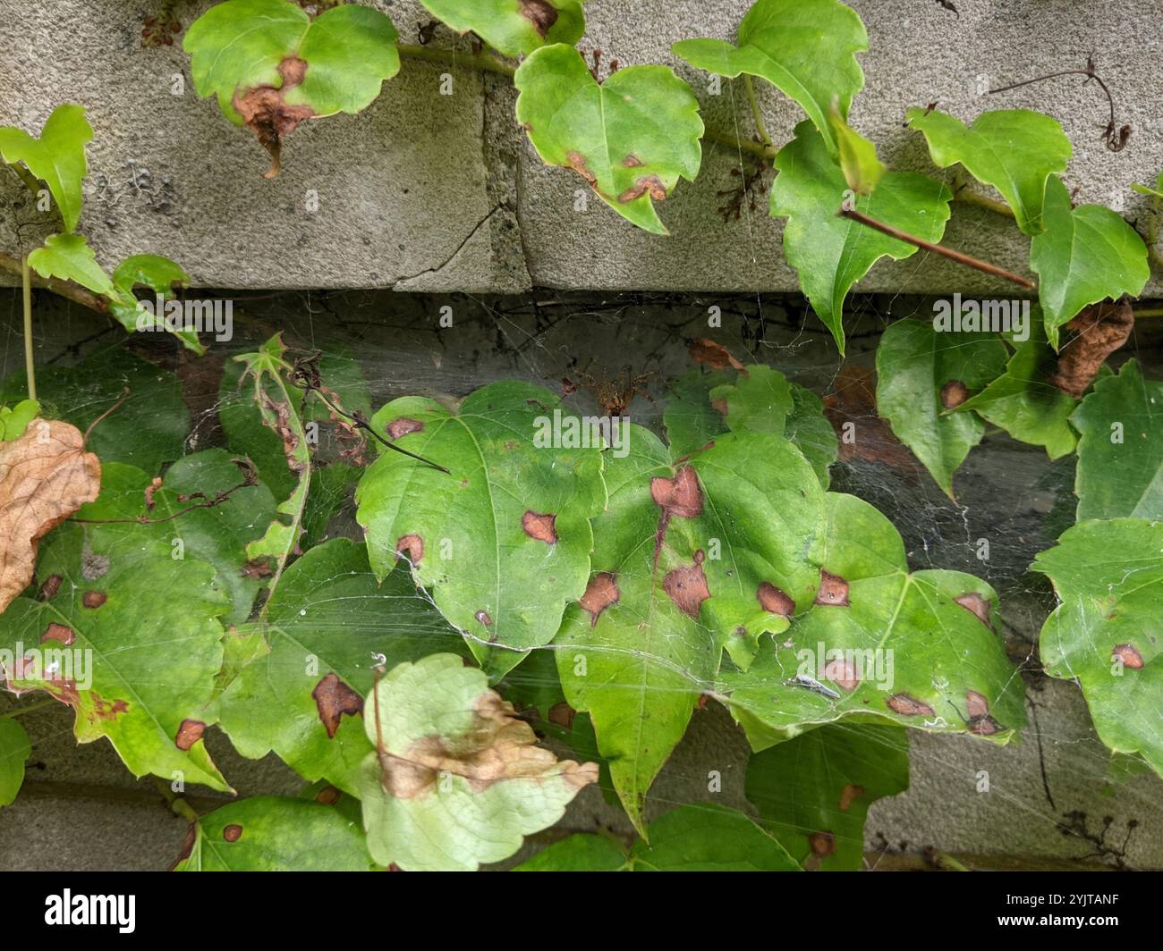 Grass Spiders (Agelenopsis Stock Photo - Alamy