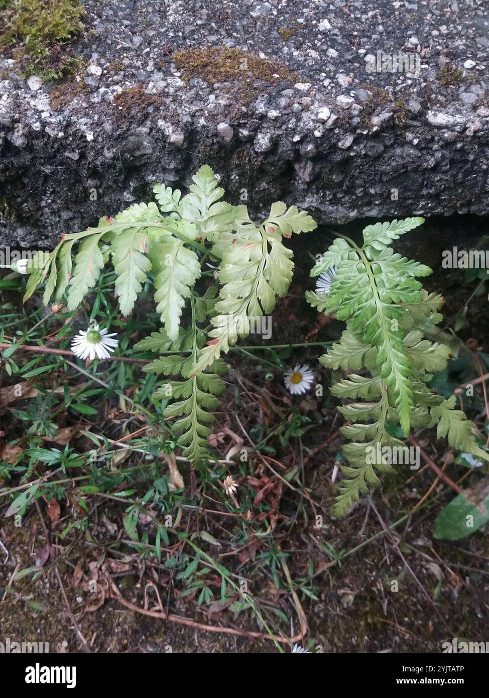 black spleenwort (Asplenium adiantum-nigrum Stock Photo - Alamy