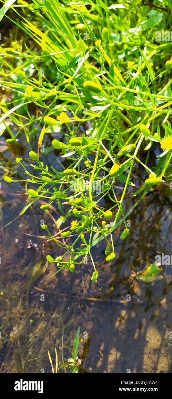 cursed crowfoot (Ranunculus sceleratus Stock Photo - Alamy