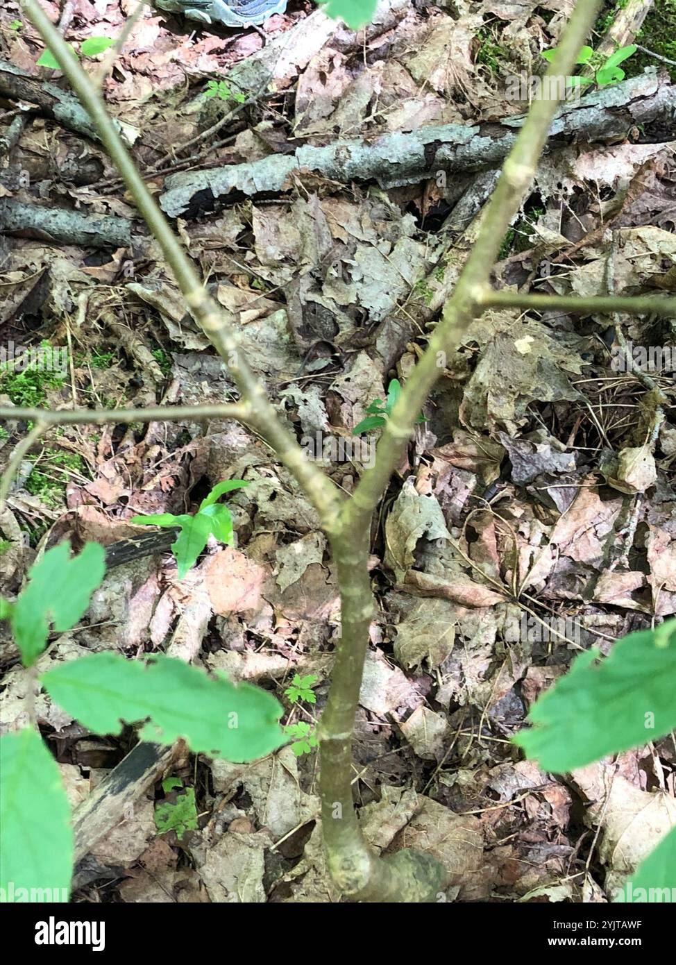 eastern leatherwood (Dirca palustris Stock Photo - Alamy