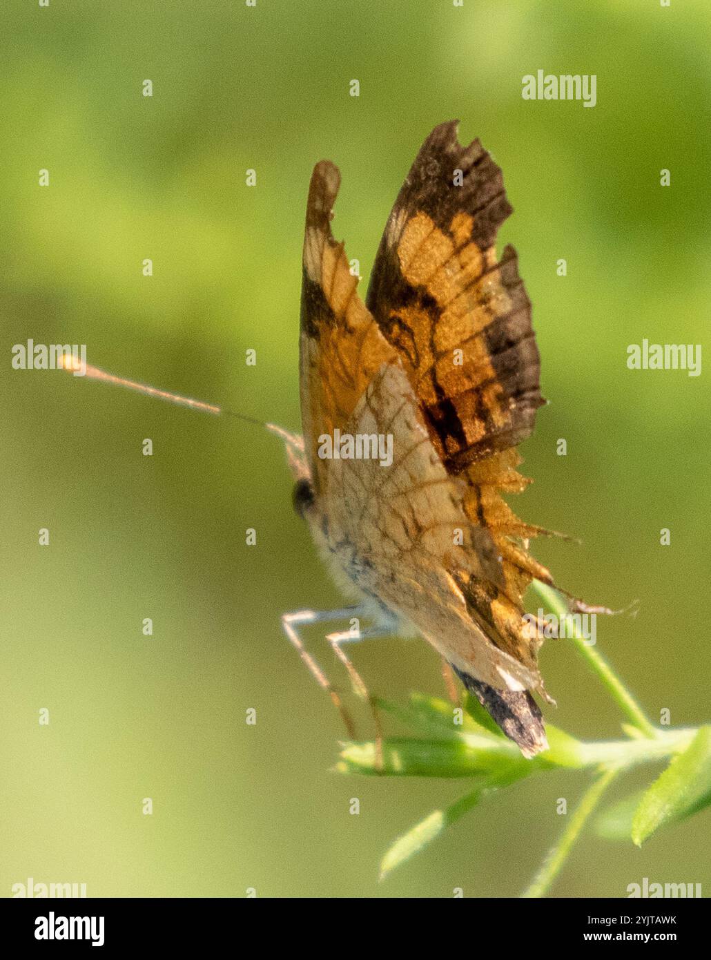 Northern Crescent (Phyciodes cocyta Stock Photo - Alamy