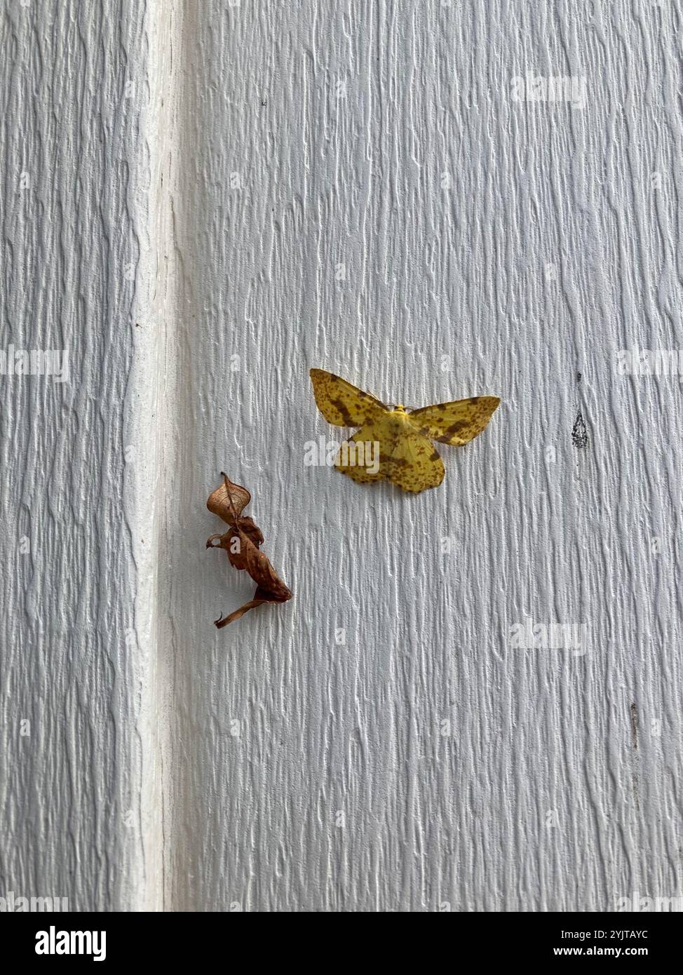 Crocus Geometer Moths (Xanthotype Stock Photo - Alamy