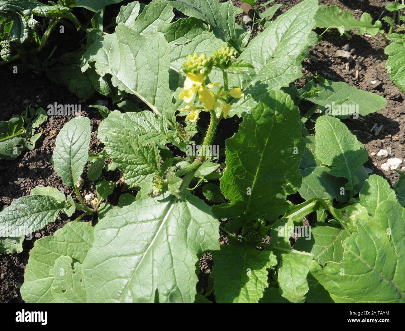 charlock (Mutarda arvensis Stock Photo - Alamy