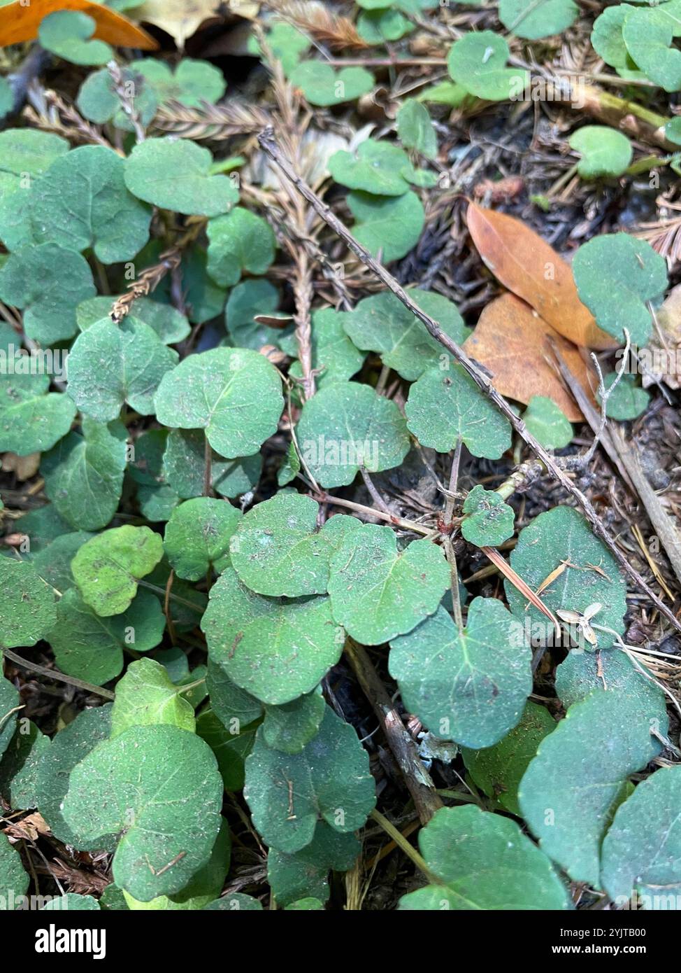 Redwood Violet (Viola sempervirens Stock Photo - Alamy