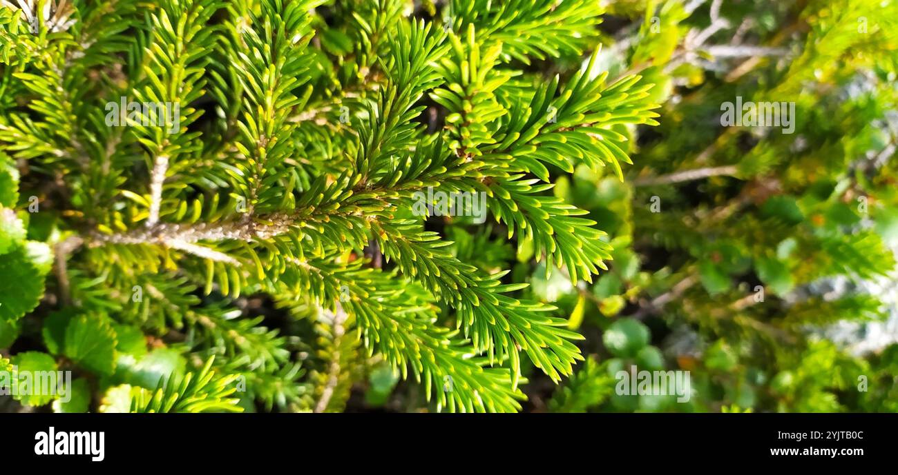 Siberian spruce (Picea obovata Stock Photo - Alamy