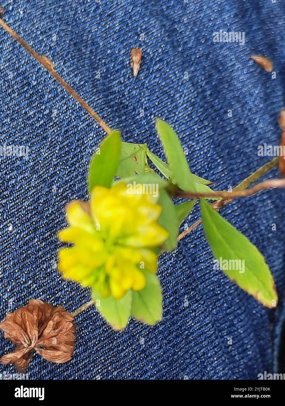 hop trefoil (Trifolium campestre Stock Photo - Alamy
