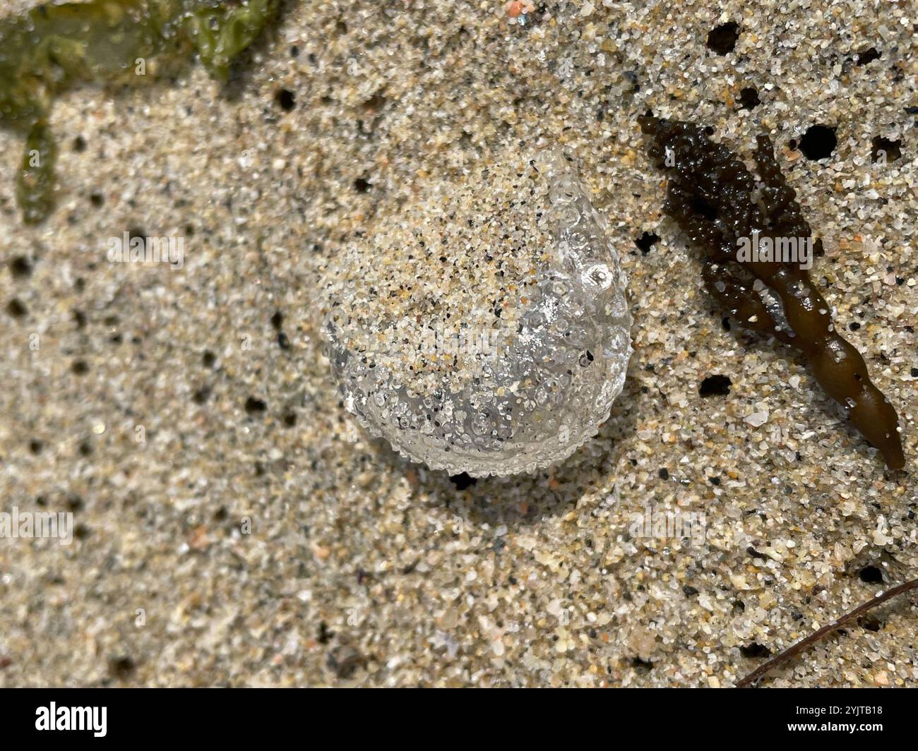 Corolla spectabilis hi-res stock photography and images - Alamy