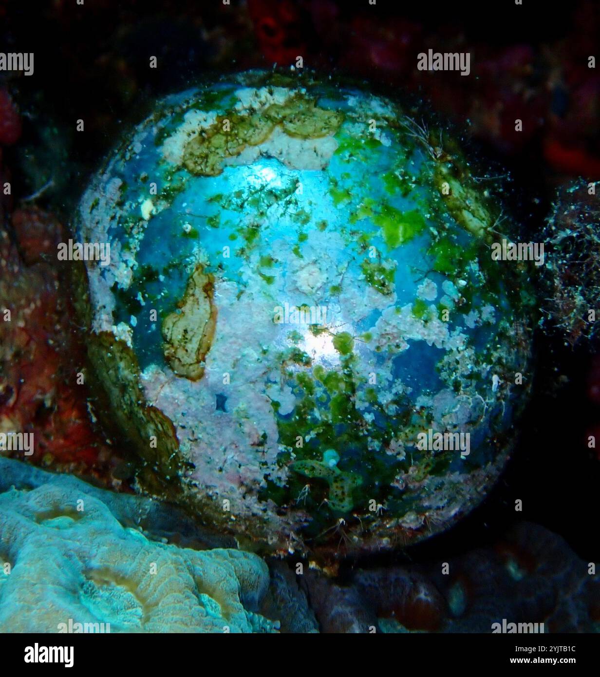 Valonia ventricosa hi-res stock photography and images - Alamy