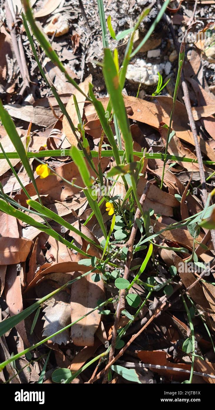 Sword Bossiaea (Bossiaea ensata Stock Photo - Alamy