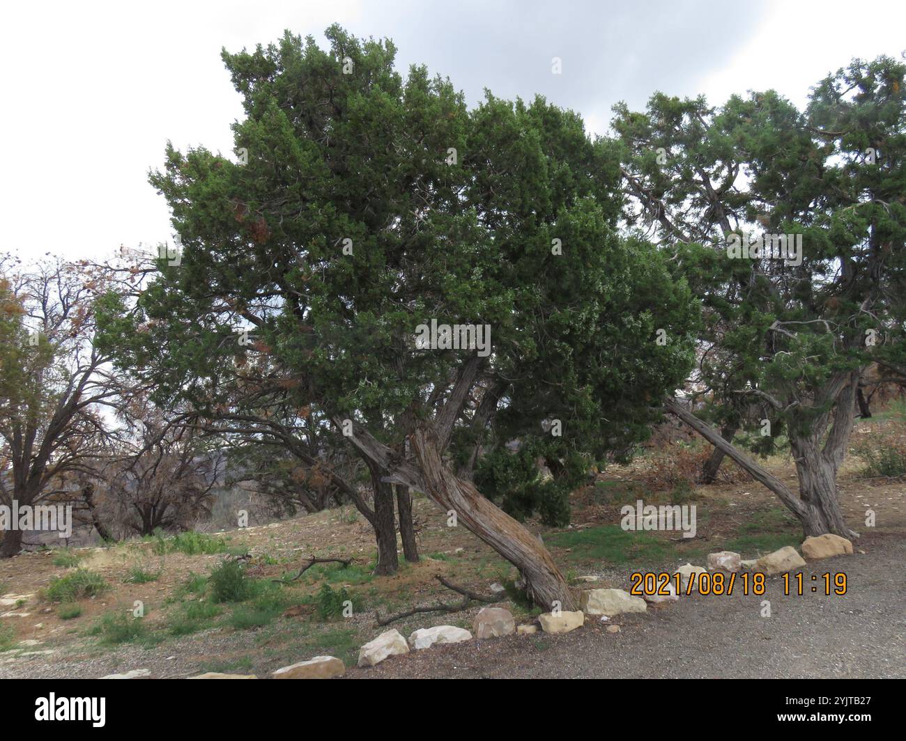 Utah Juniper (Juniperus osteosperma Stock Photo - Alamy