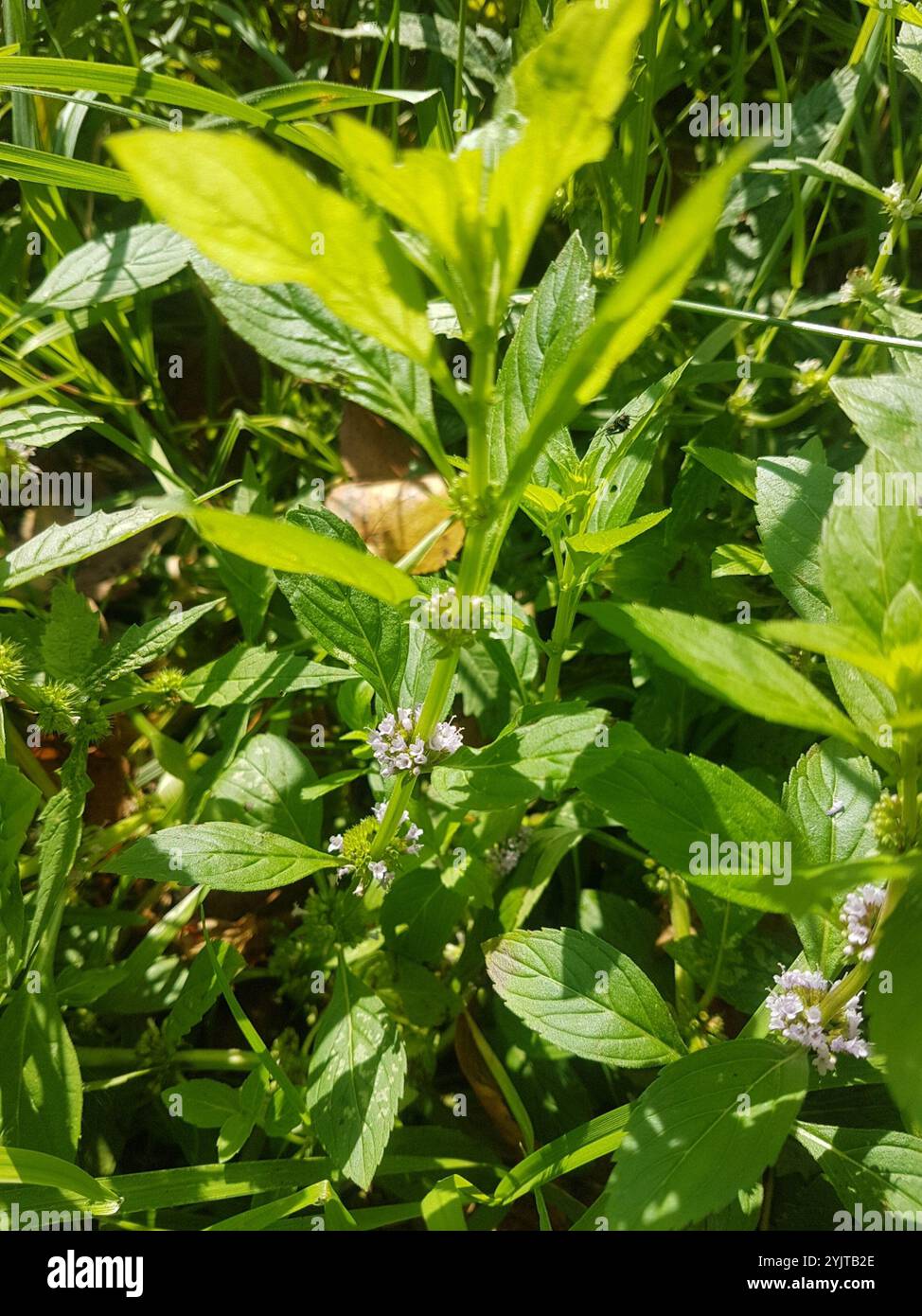 corn mint (Mentha arvensis Stock Photo - Alamy