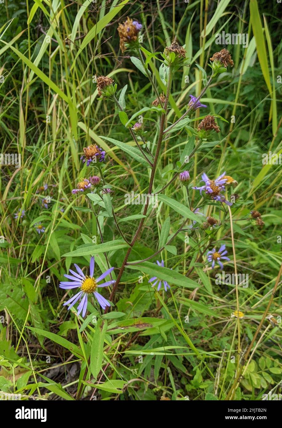 Douglas aster hi-res stock photography and images - Alamy