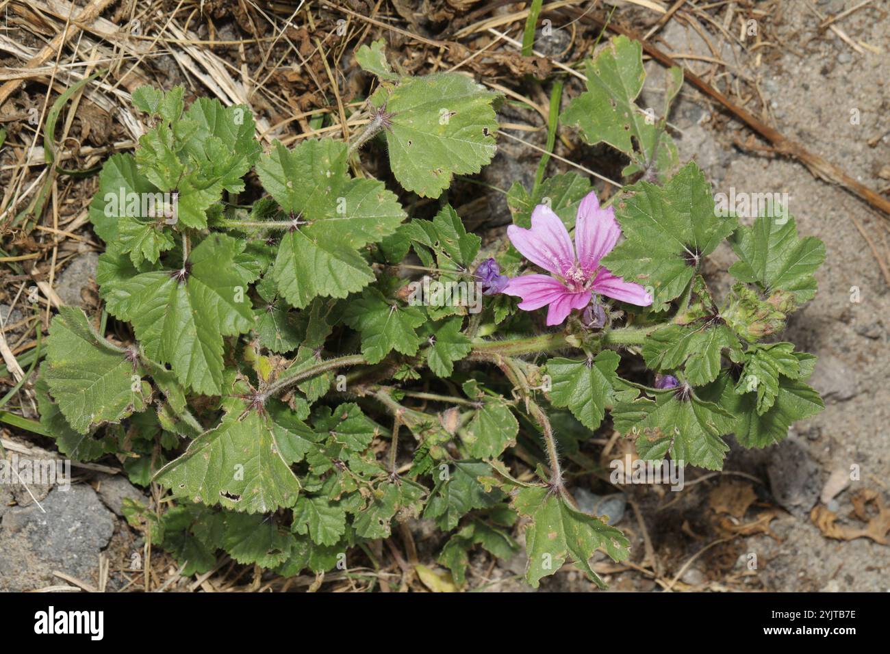 Common Mallow (Malva sylvestris Stock Photo - Alamy