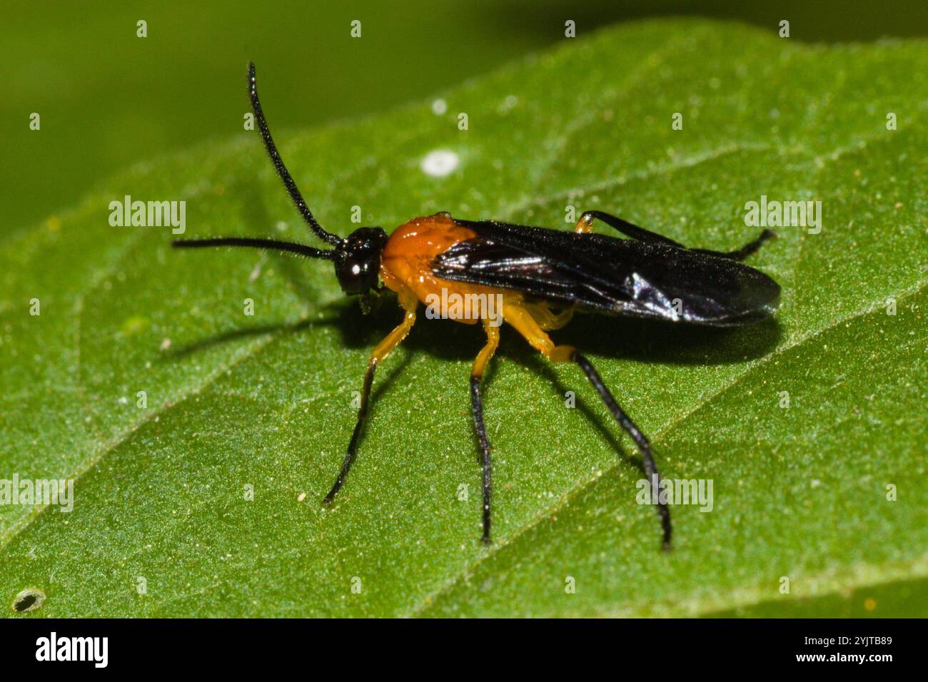 Argid sawflies hi-res stock photography and images - Alamy