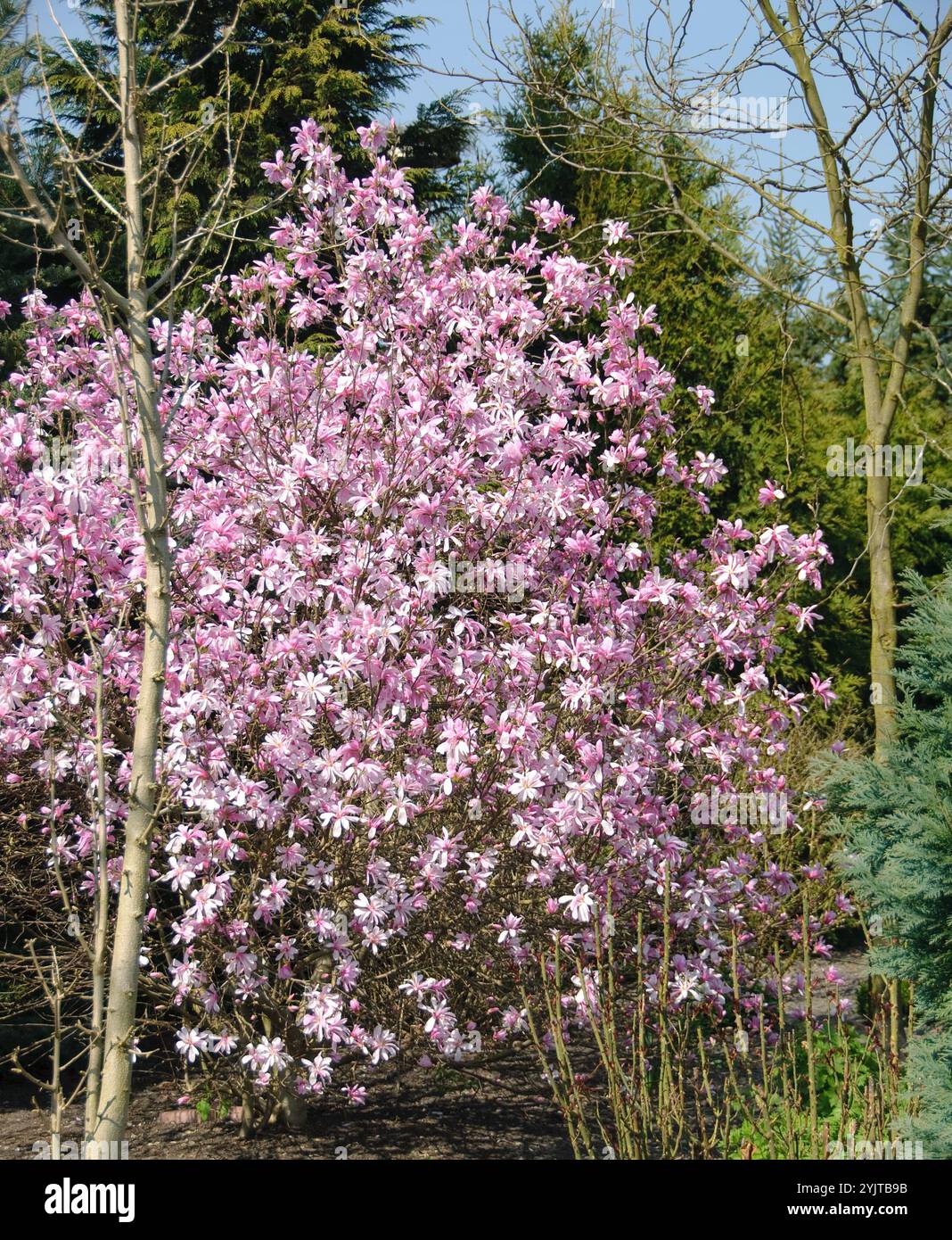 Rosa Stern-Magnolie Magnolia loebneri Leonard Messel Stock Photo - Alamy