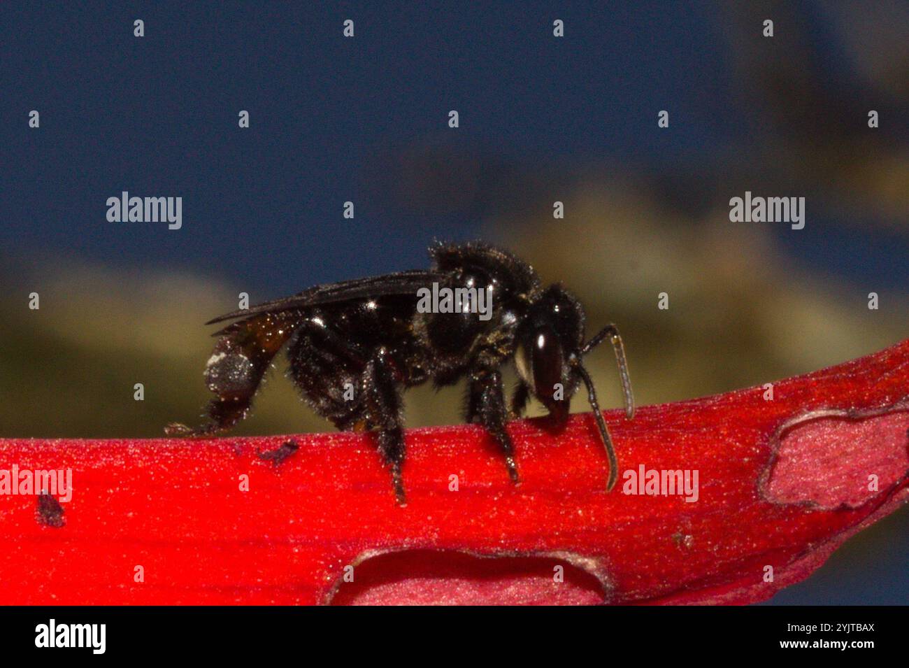 Spiny-legged Stingless bee (Trigona spinipes Stock Photo - Alamy