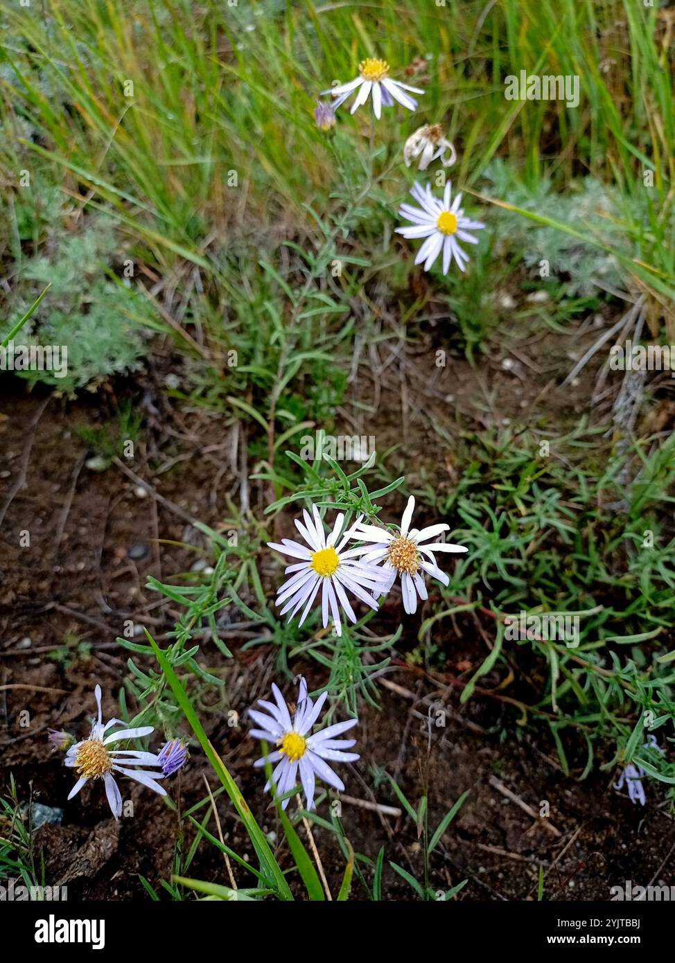Aster altaicus hi-res stock photography and images - Alamy