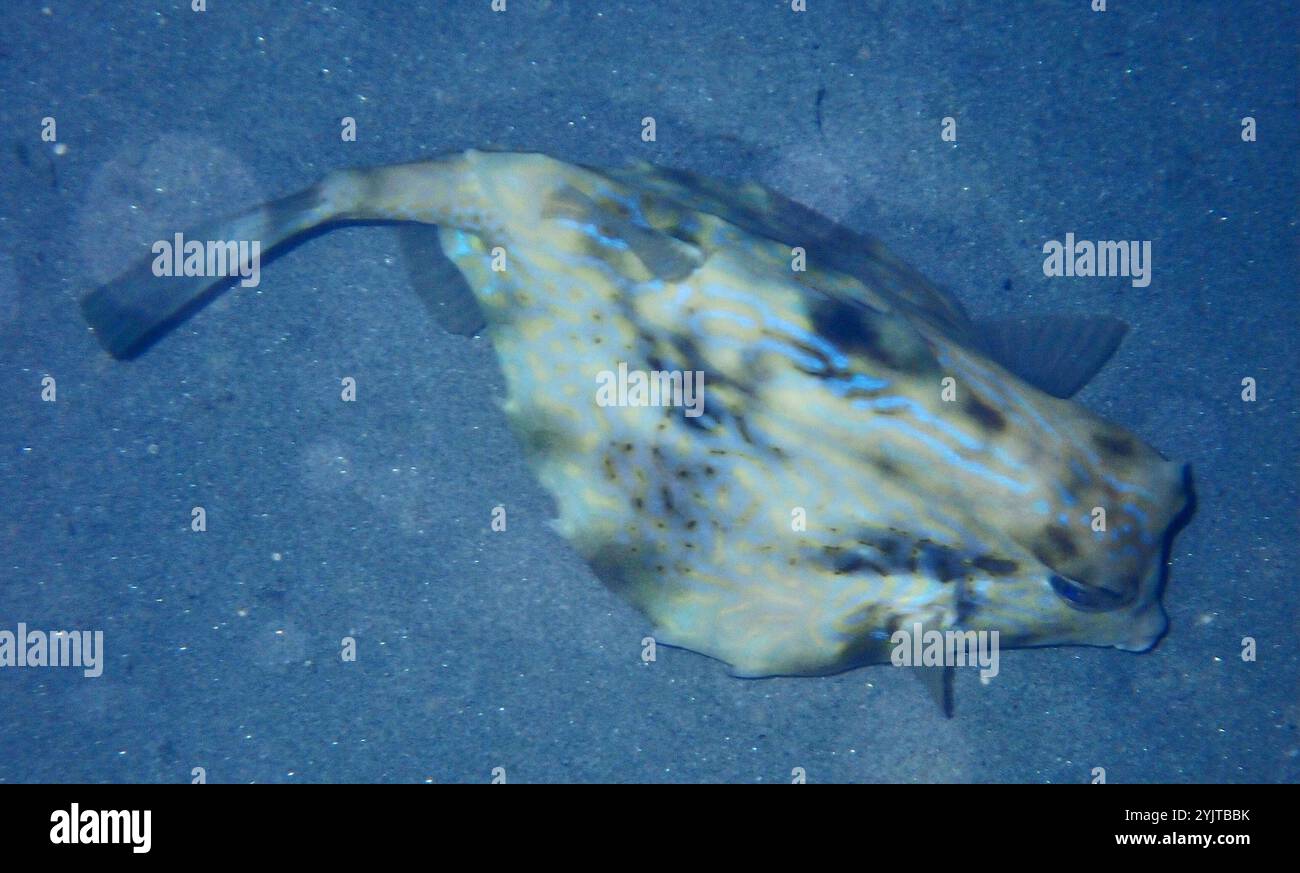 Humpback Turretfish (Tetrosomus gibbosus Stock Photo - Alamy