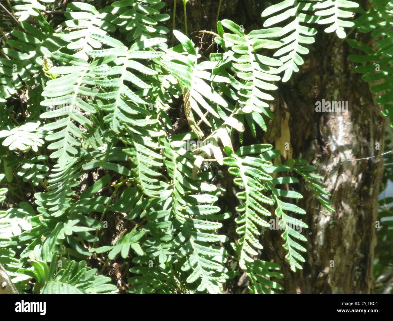 resurrection fern (Pleopeltis michauxiana Stock Photo - Alamy