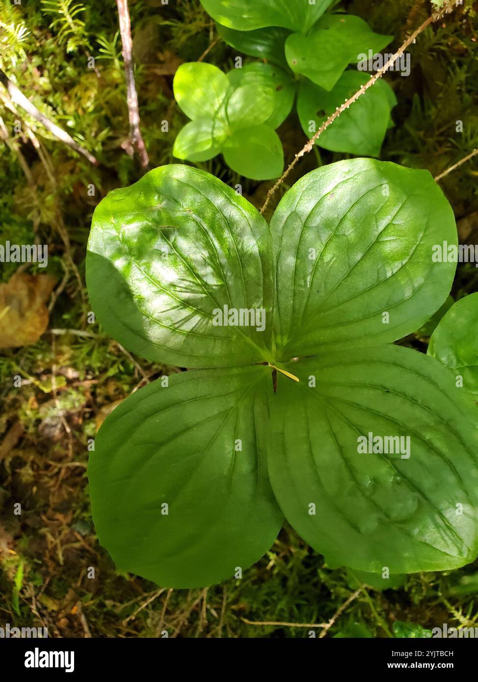 Western Bunchberry (Cornus unalaschkensis Stock Photo - Alamy
