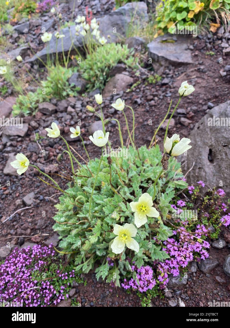 Arctic Poppy (Papaver radicatum Stock Photo - Alamy