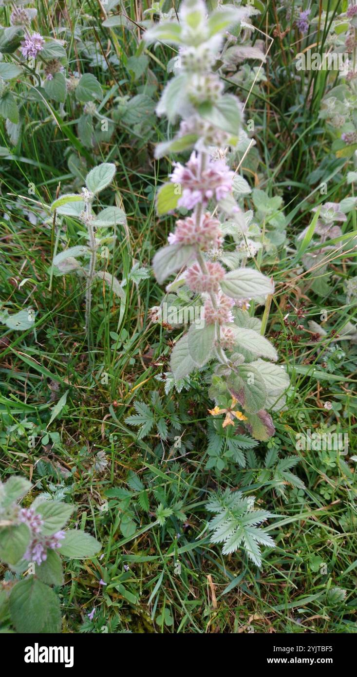 corn mint (Mentha arvensis Stock Photo - Alamy
