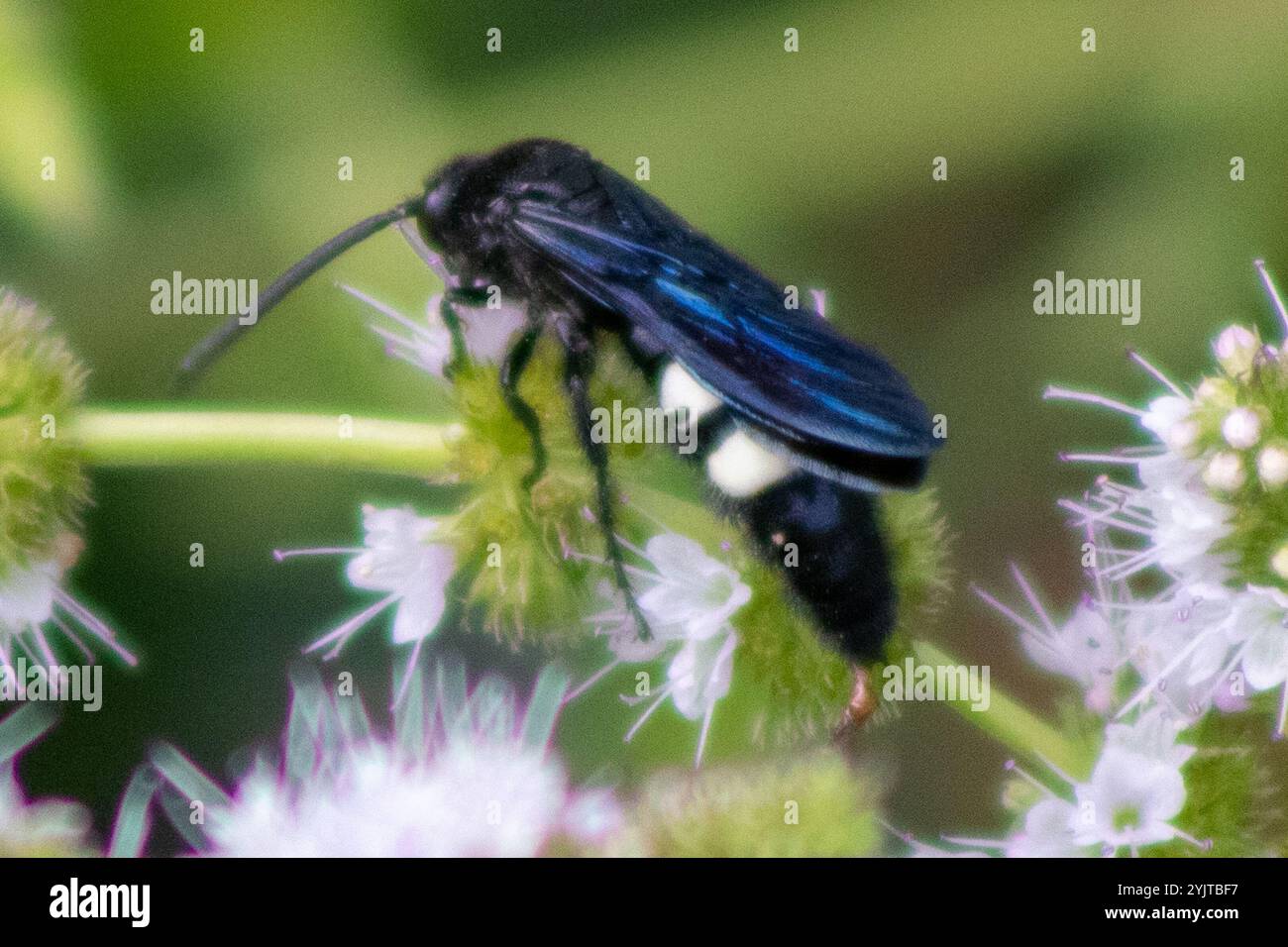 Double-banded Scoliid Wasp (Scolia bicincta Stock Photo - Alamy