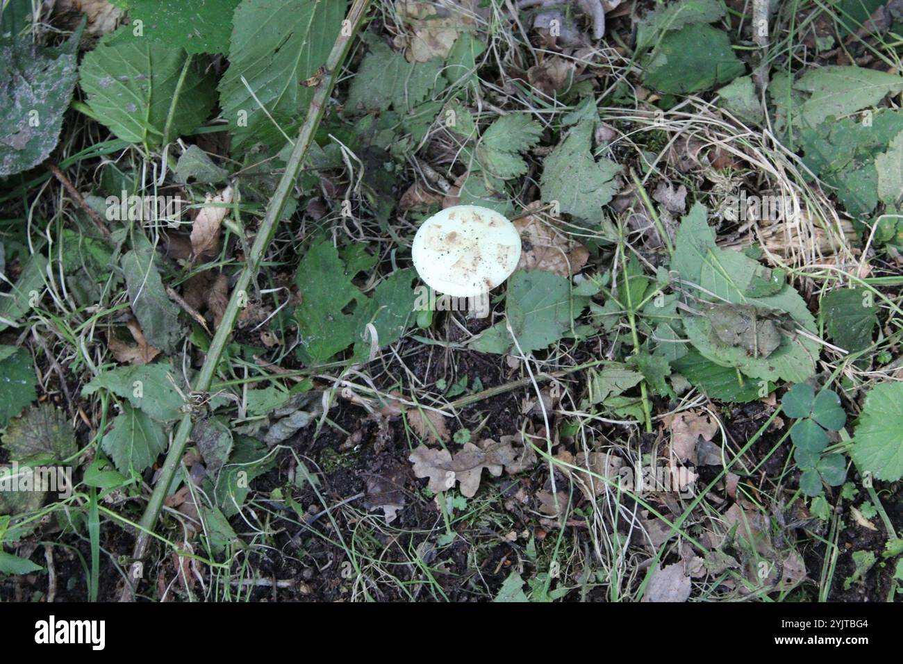 Basidiomycete Fungi (Basidiomycota Stock Photo - Alamy