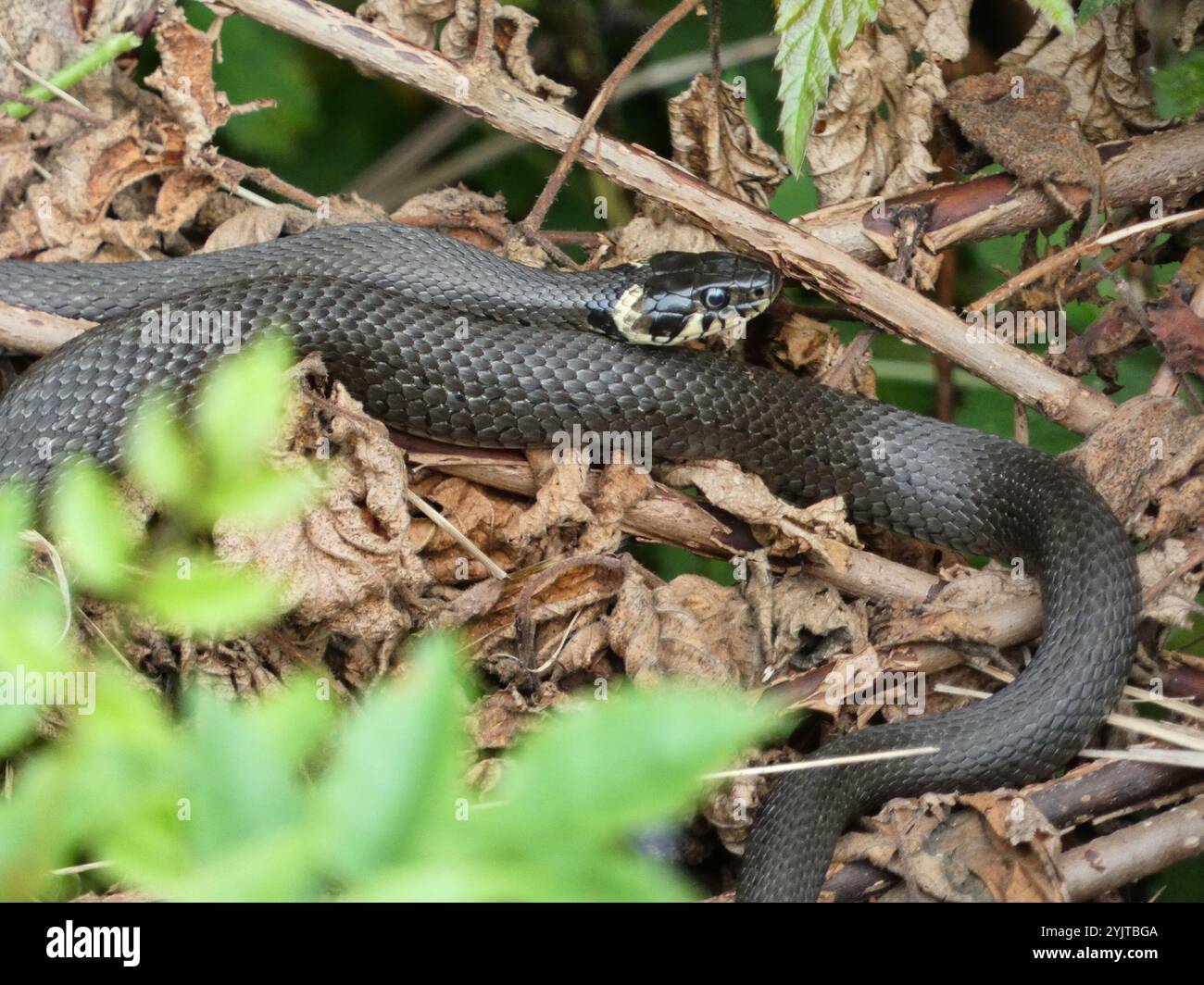 grass snake (Natrix natrix Stock Photo - Alamy