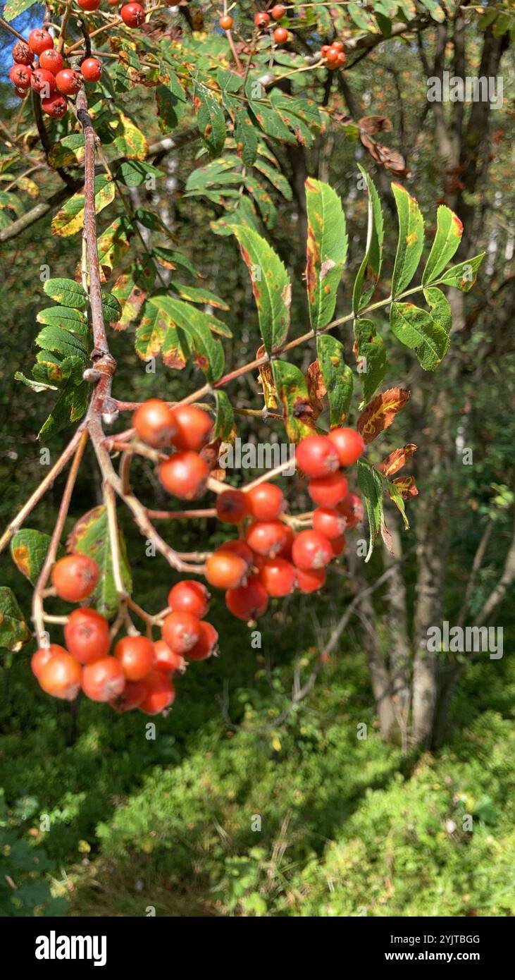 European mountain ash (Sorbus aucuparia Stock Photo - Alamy