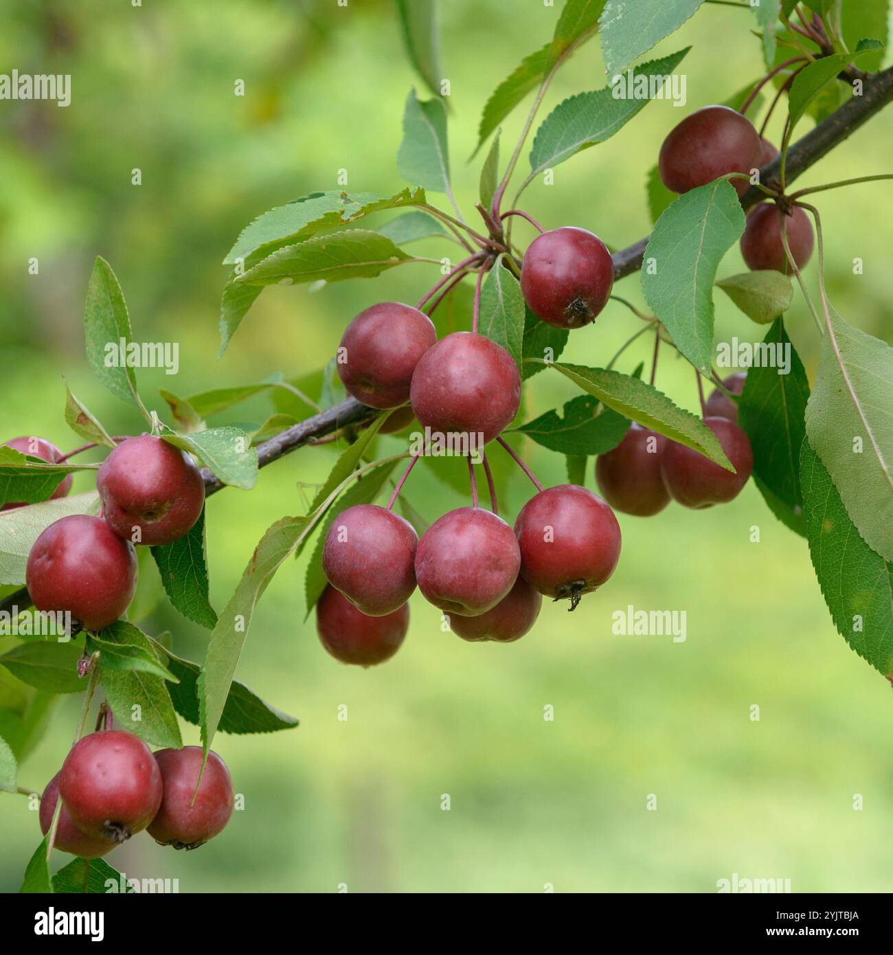 199f 2020 hrm 03119 hi-res stock photography and images - Alamy