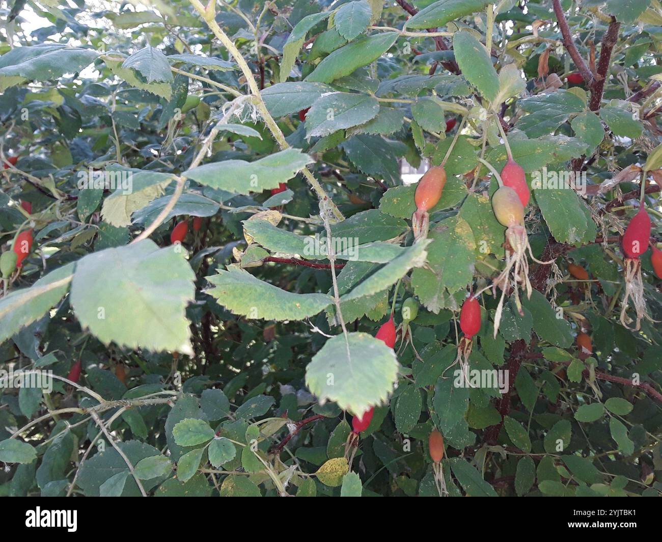 Prickly Wild Rose (Rosa acicularis Stock Photo - Alamy