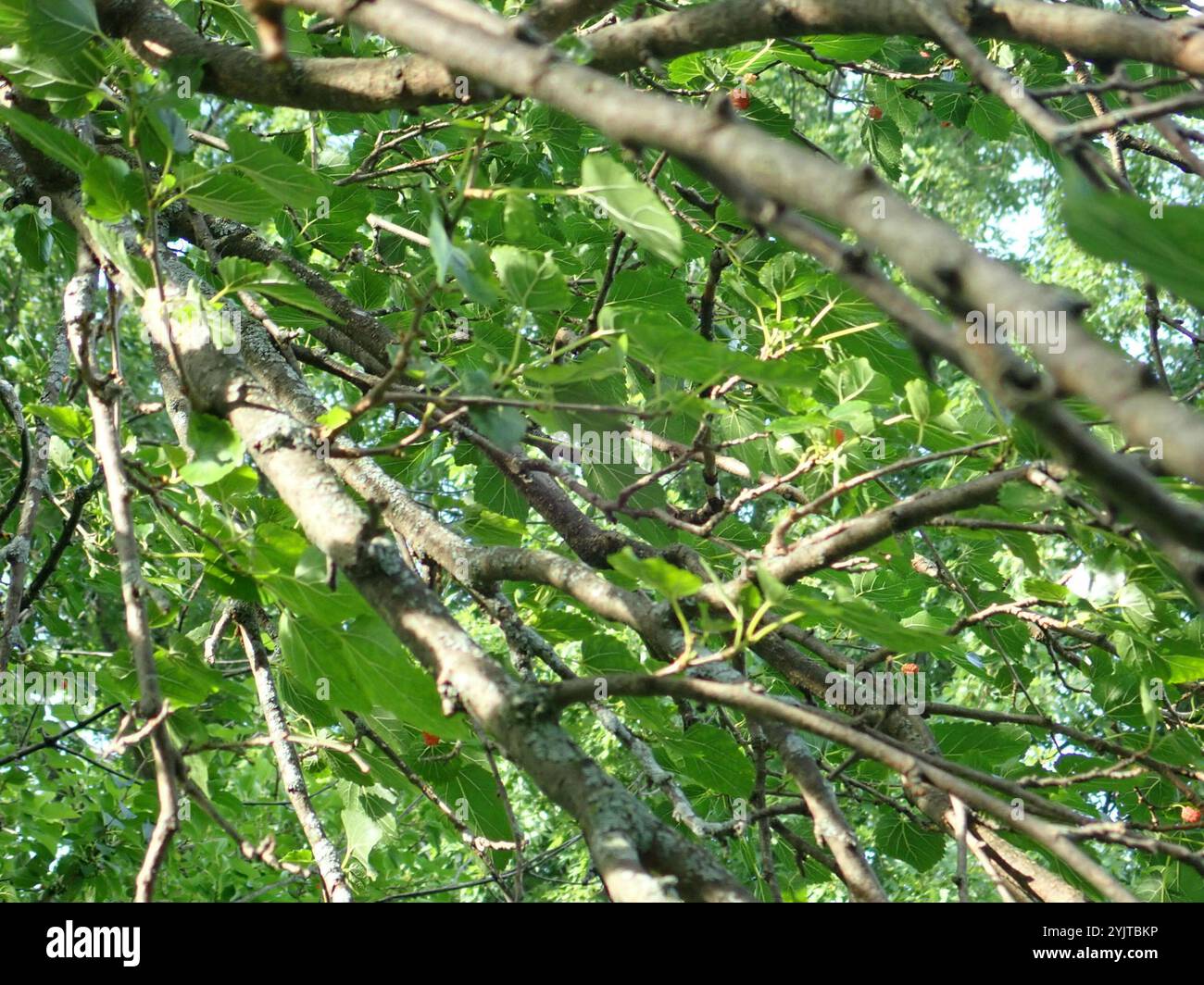 white mulberry (Morus alba Stock Photo - Alamy