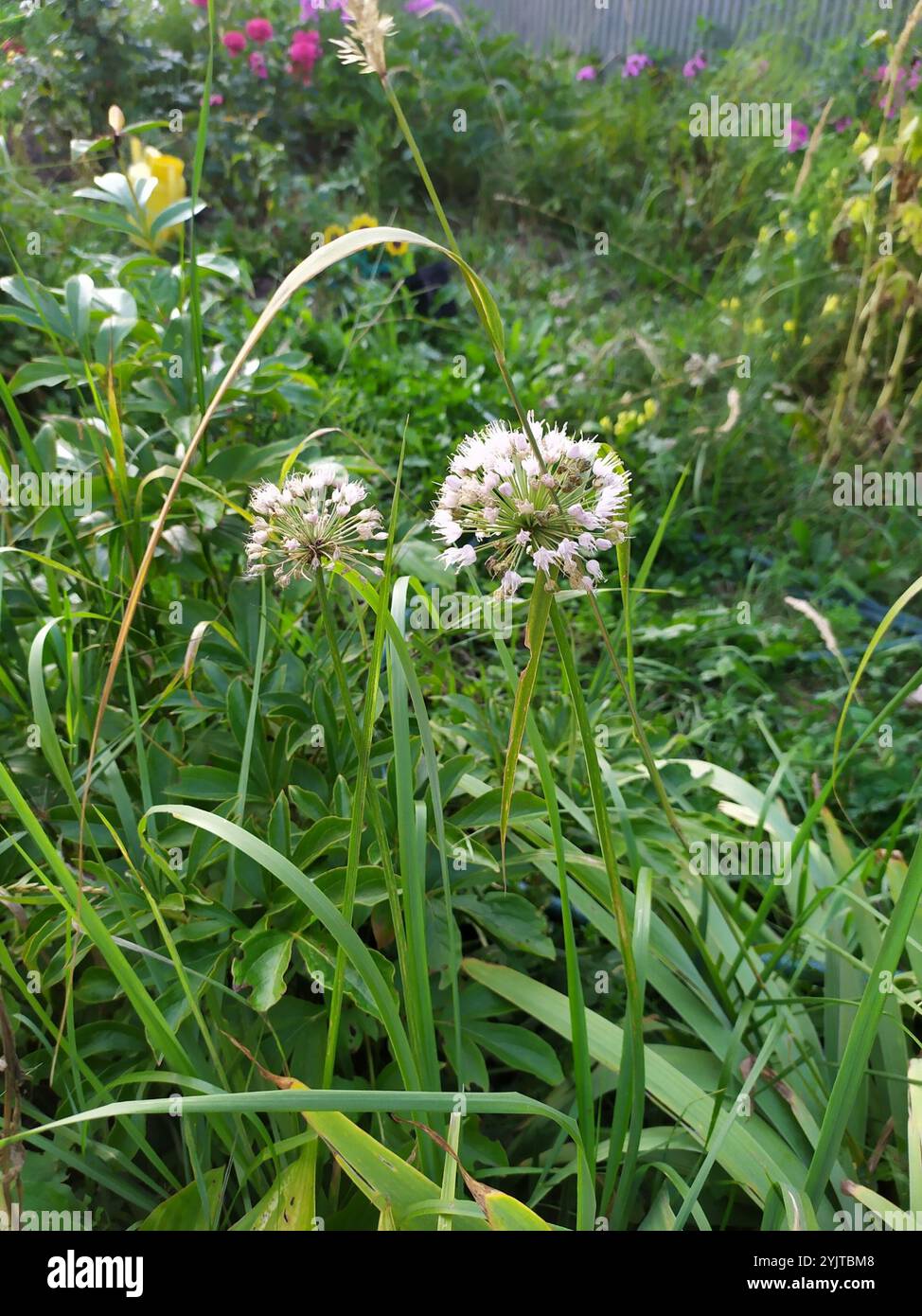 Siberian chives (Allium nutans Stock Photo - Alamy