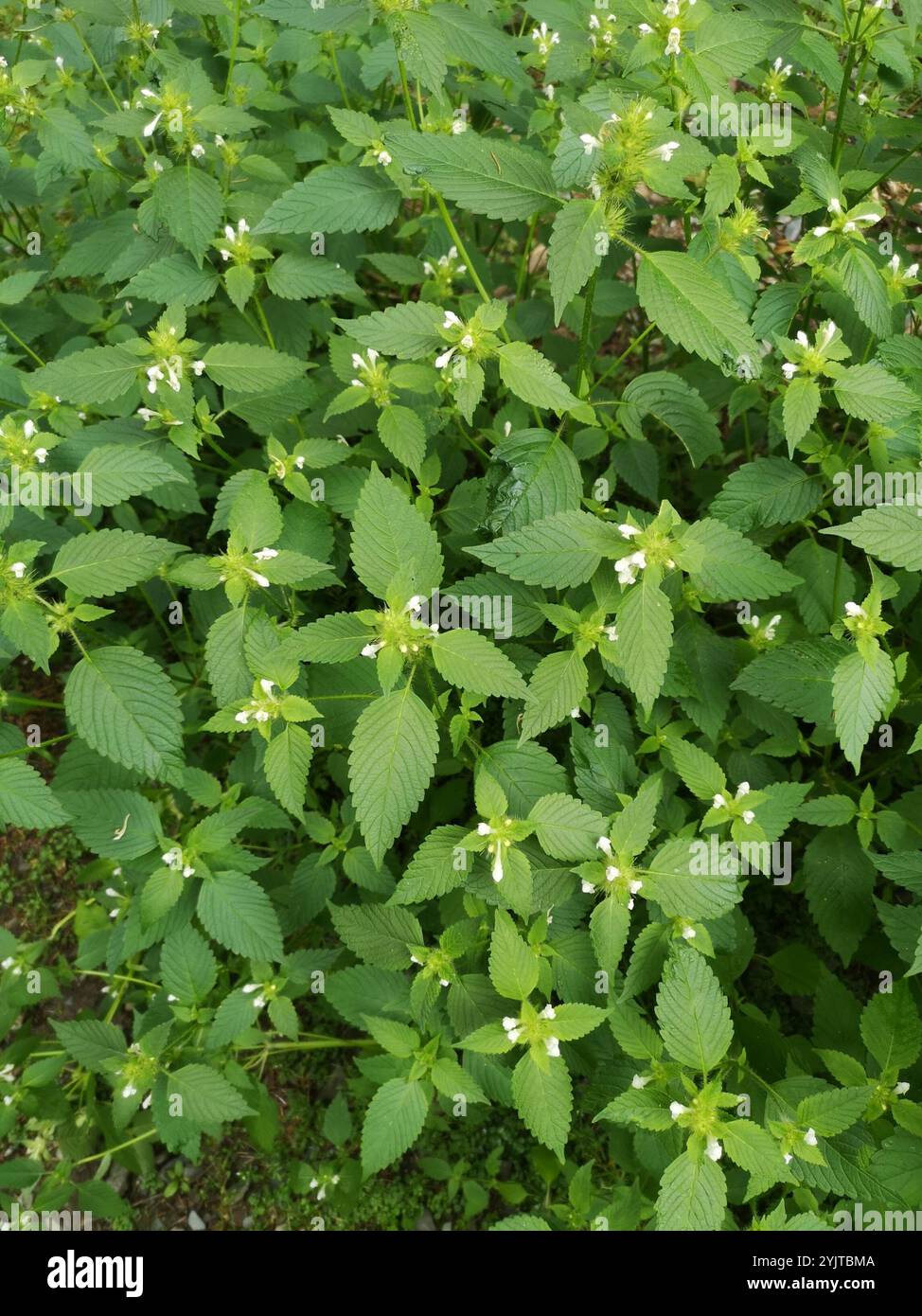 Common hemp-nettle (Galeopsis tetrahit Stock Photo - Alamy