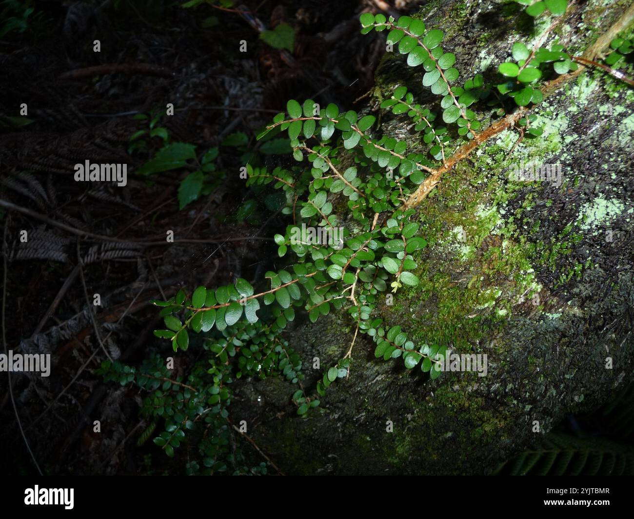 white climbing rātā (Metrosideros diffusa Stock Photo - Alamy